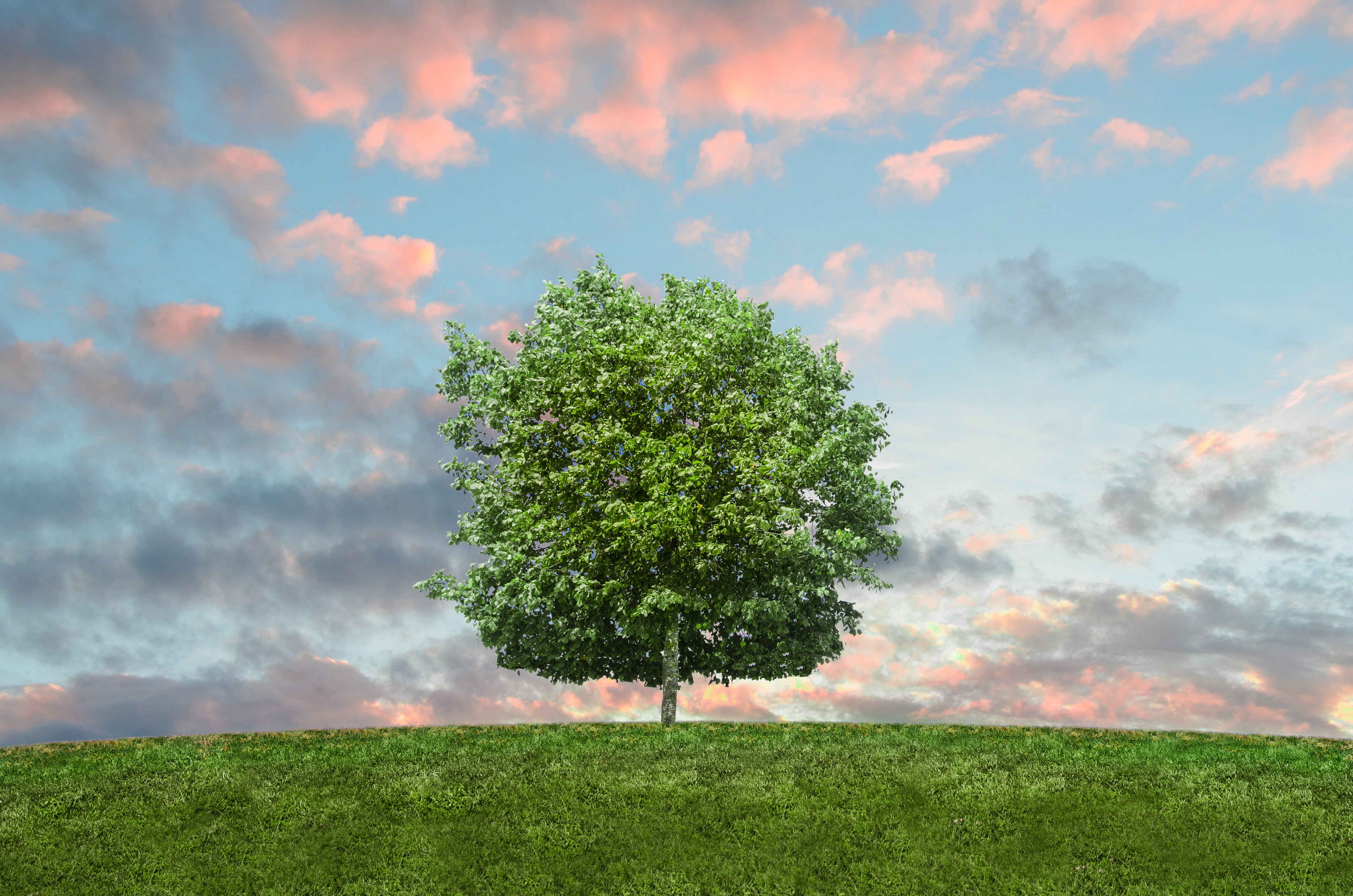 Like a Tree Planted by The Water – The Sisterhood Hub